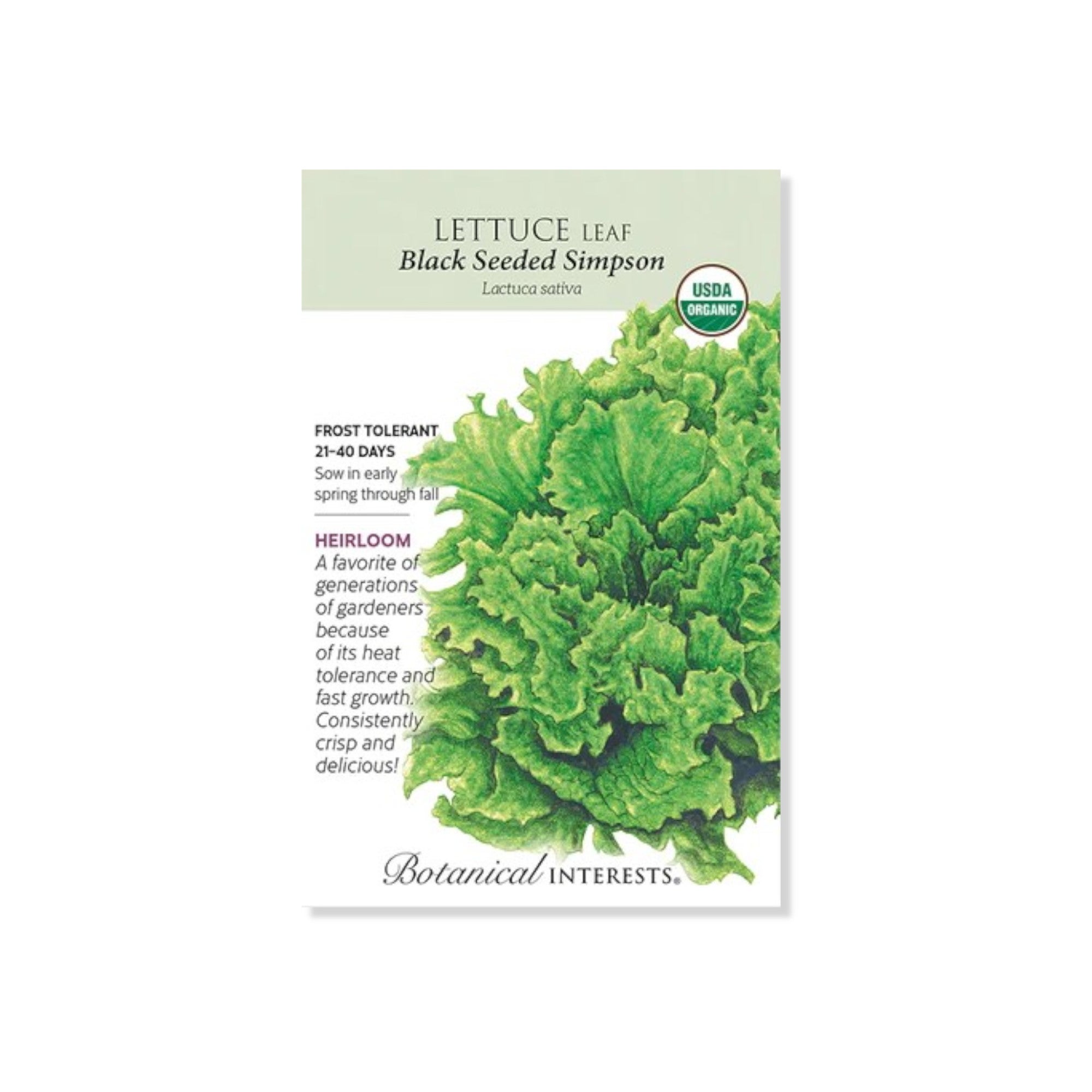 Lettuce Leaf Black Seeded Simpson Organic Seeds .75g (Botanical ...
