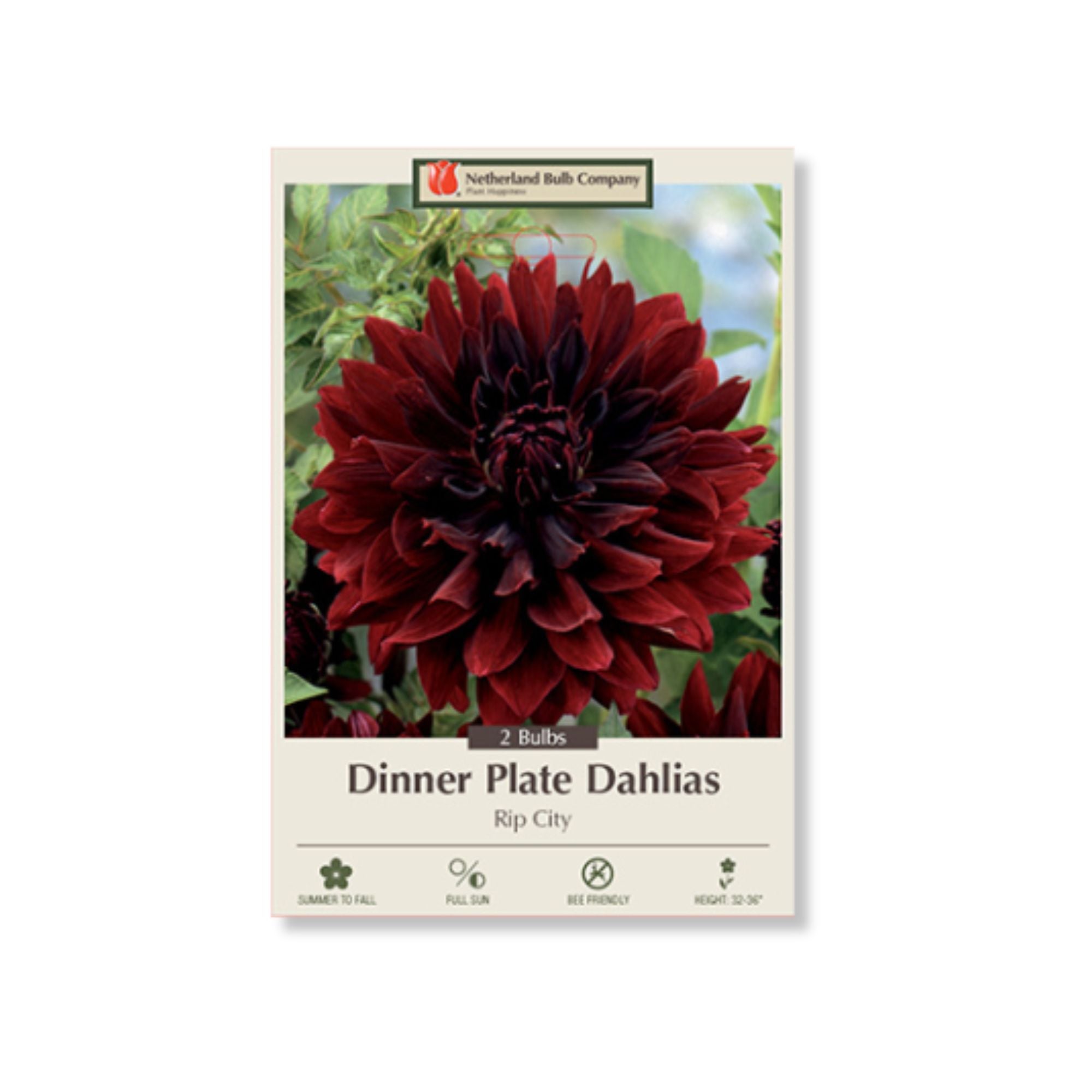 Dinner Plate Dahlia Rip City (2 Pack) | Indian Creek Nursery and Garden ...