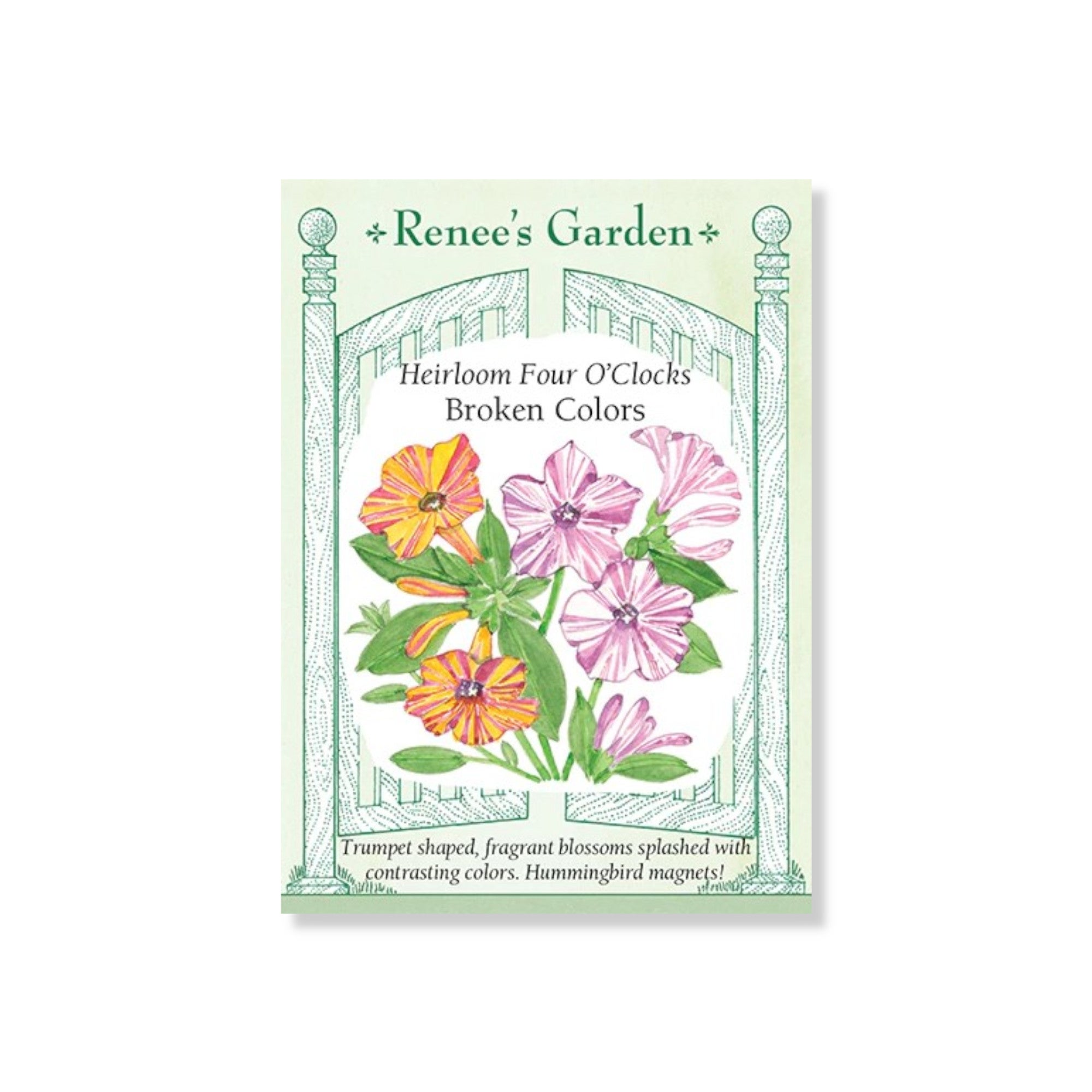 Four O' Clock Broken Colors Heirloom Seeds 2.5g (Renee's Garden ...