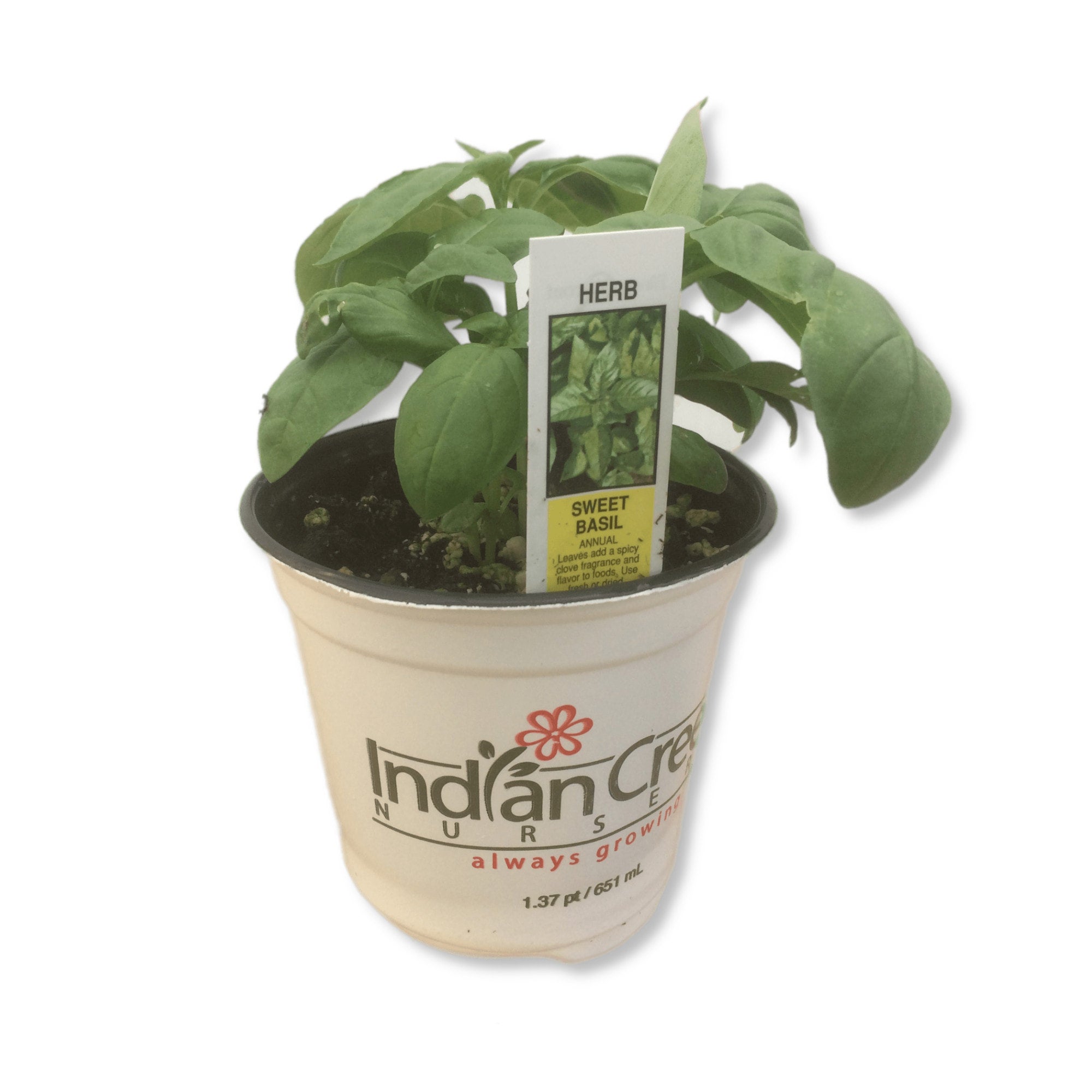 Sweet Basil Plants - Indian Creek Nursery and Garden Center | Indian ...