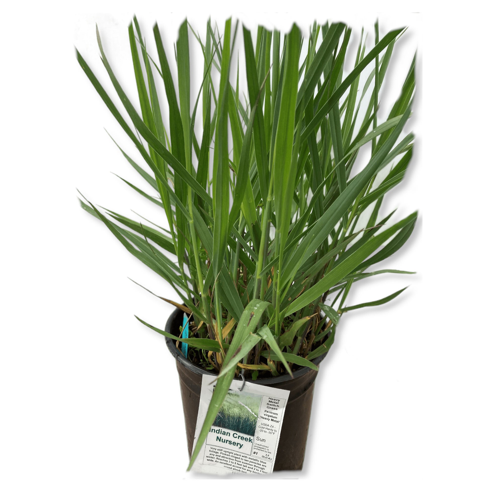 Heavy Metal Switch Grass | Indian Creek Nursery and Garden Center
