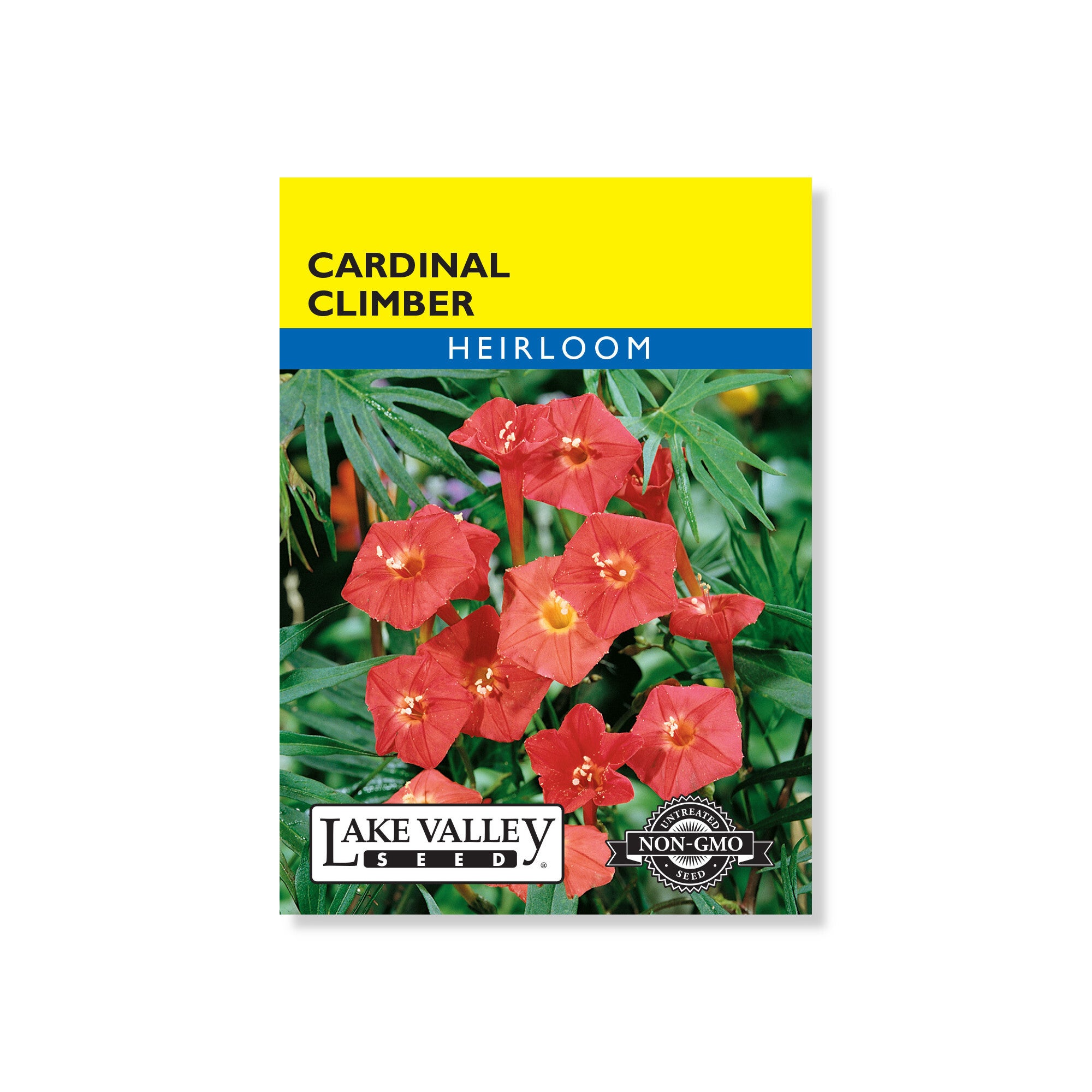Cardinal Climber Heirloom Seeds (Lake Valley) | Indian Creek Nursery ...