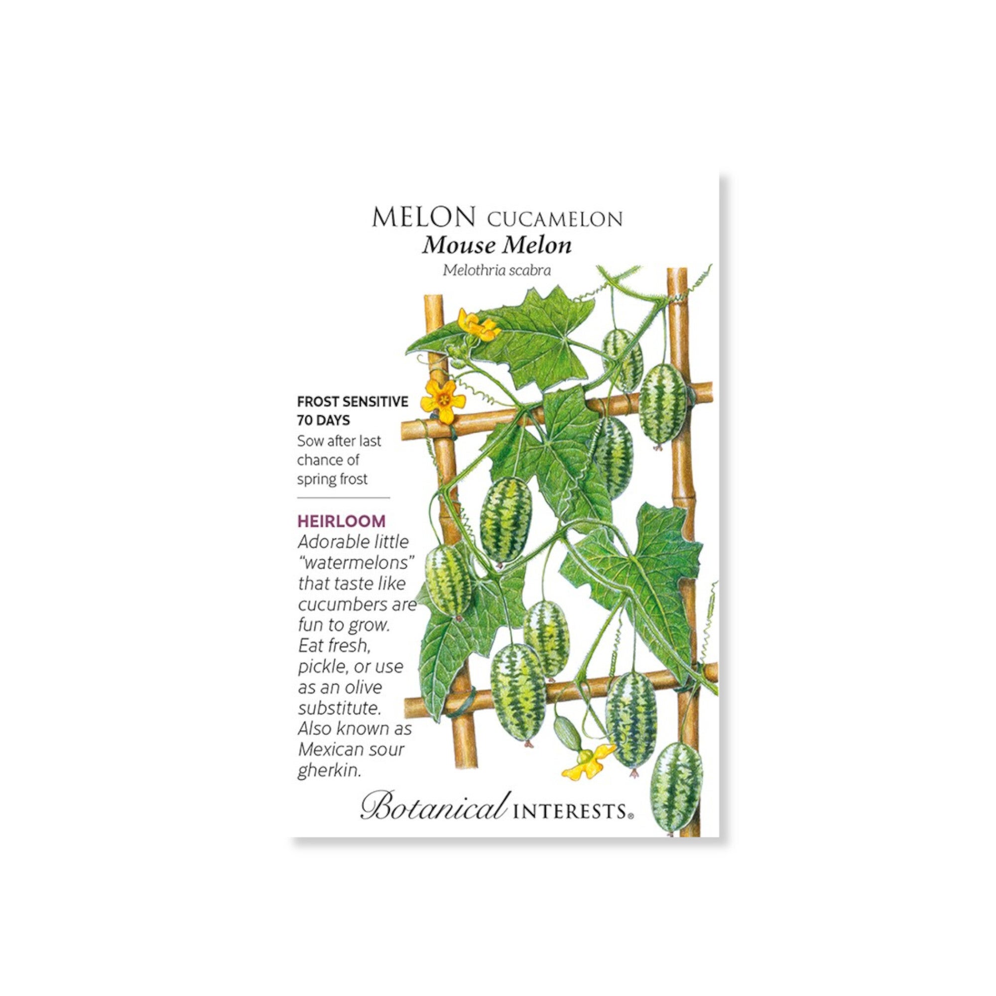 Melon Cucamelon Mouse Melon Seeds (Botanical Interests) | Indian Creek ...